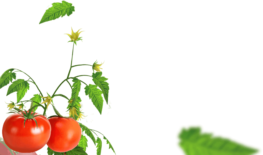 Roza Tomato Museum พิพิธภัณฑ์ความรู้เกี่ยวกับมะเขือเทศจากโรซ่า