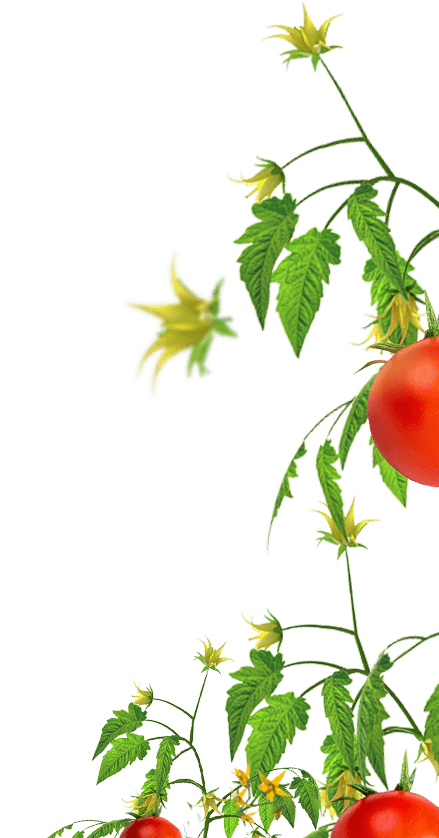 Roza Tomato Museum พิพิธภัณฑ์ความรู้เกี่ยวกับมะเขือเทศจากโรซ่า